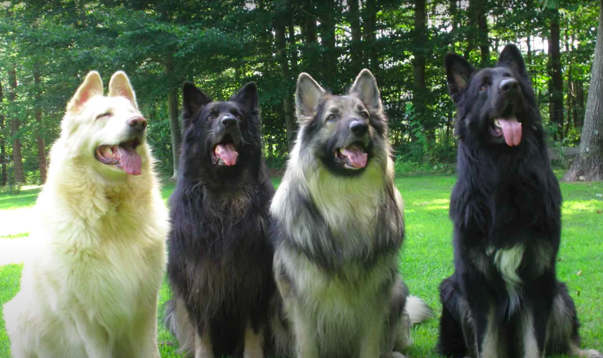 Shiloh Shepherd Dog Breed Information & Characteristics