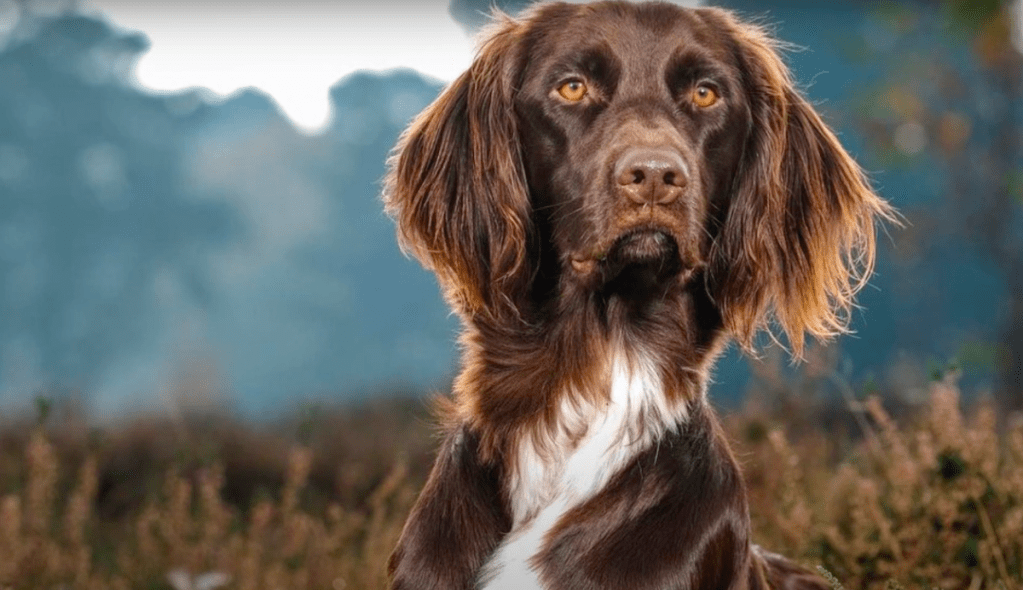 German Longhaired Pointer Dog Breed Information German Longhaired Pointer Dog Breed Information