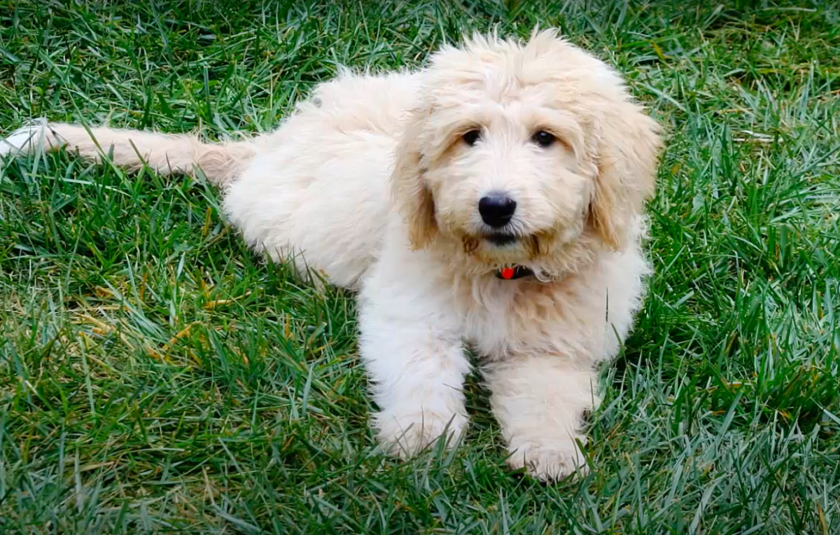 Pyredoodle Dog Breed Information & Characteristics