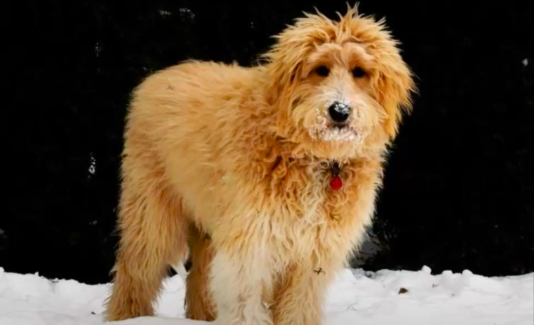 Pyredoodle Dog Breed Information & Characteristics