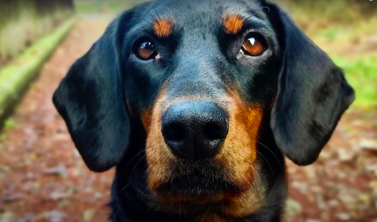 Slovensky Kopov Dog Breed Information & Characteristics