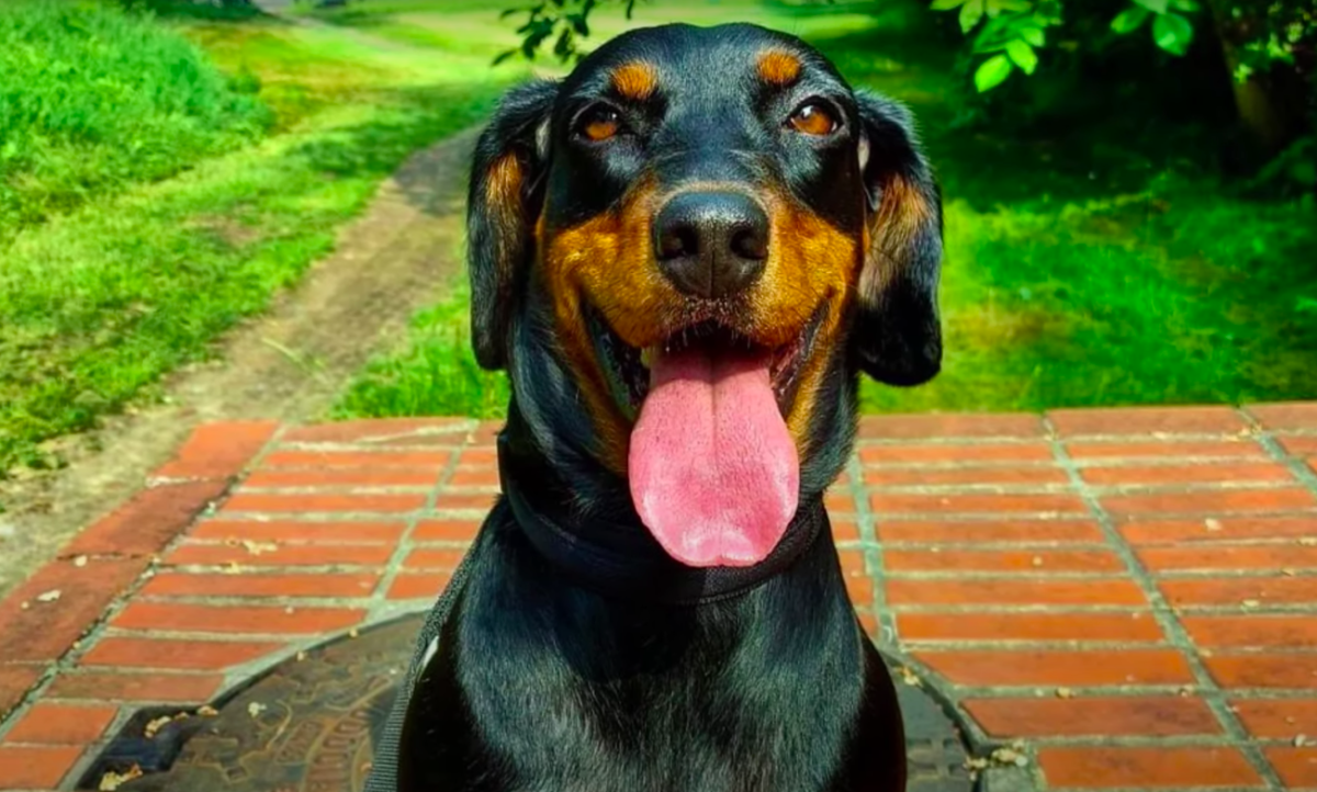 Slovensky Kopov Dog Breed Information & Characteristics