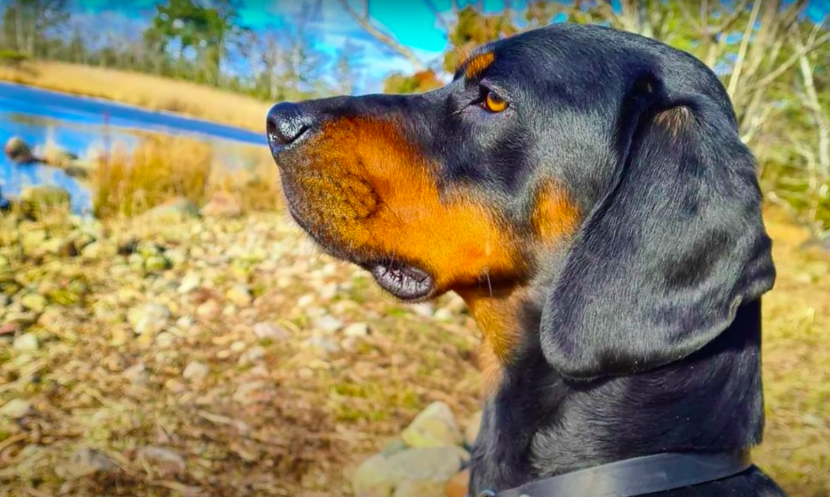 Slovensky Kopov Dog Breed Information & Characteristics