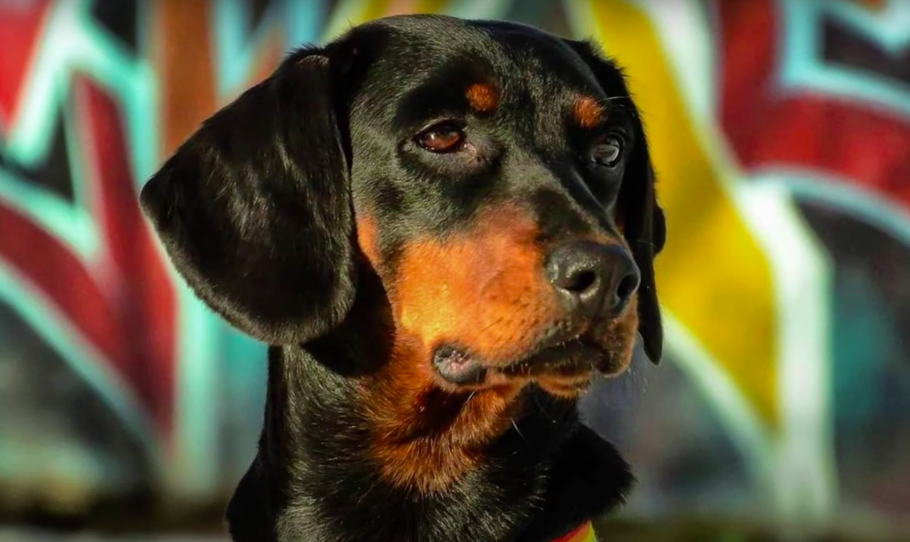 Slovensky Kopov Dog Breed Information & Characteristics