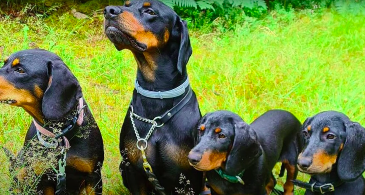 Slovensky Kopov Dog Breed Information & Characteristics