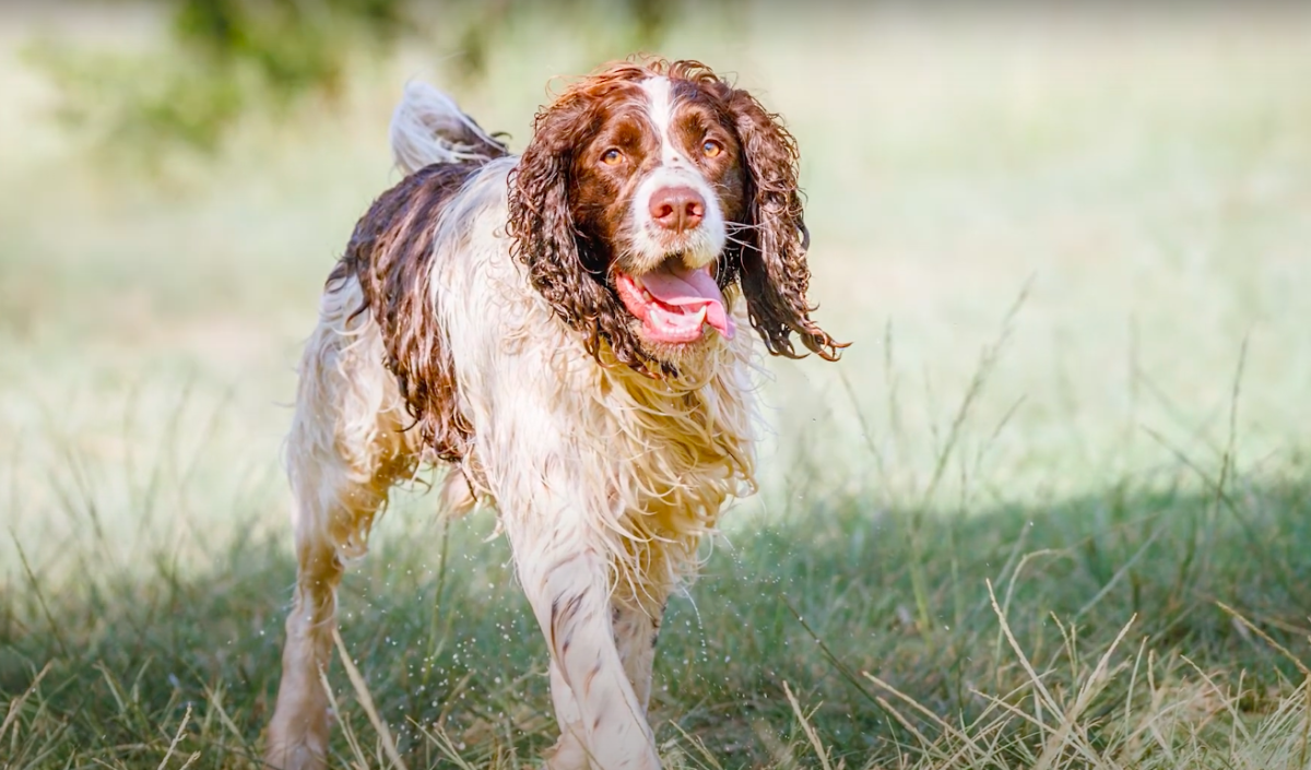 French Spaniel Dog Breed Pictures, Characteristics, & Facts