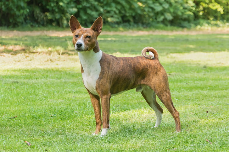 Canaan Dog Breed Information & Characteristics
