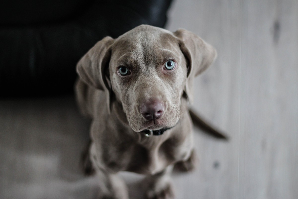 Blue Lacy Dog Breed Information & Characteristics