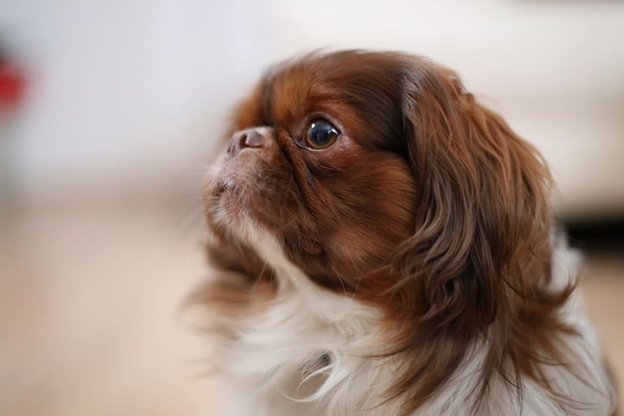English Toy Spaniel Dog Breed Information & Characteristics