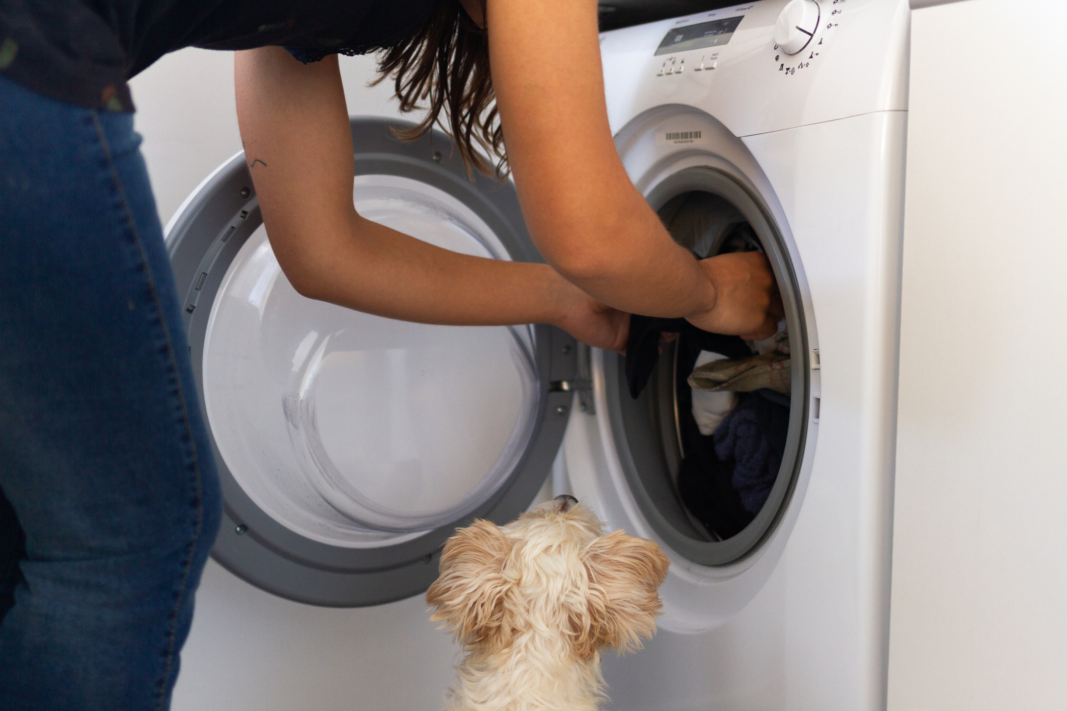 Removing Dog Hair From Your Bed