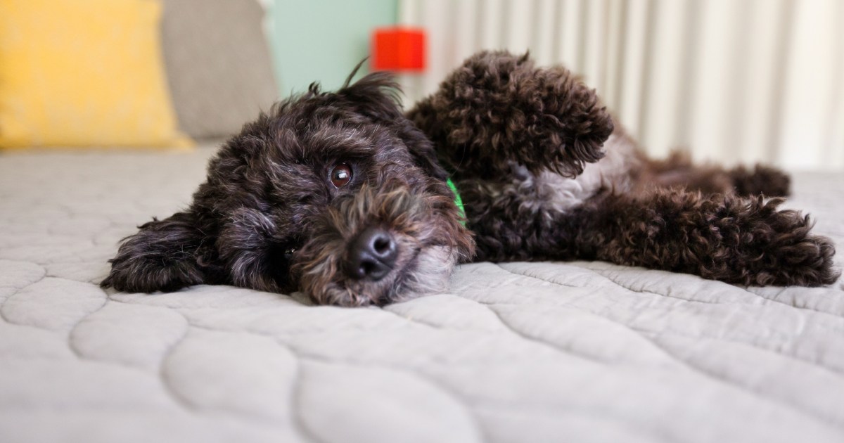 Removing Dog Hair From Your Bed