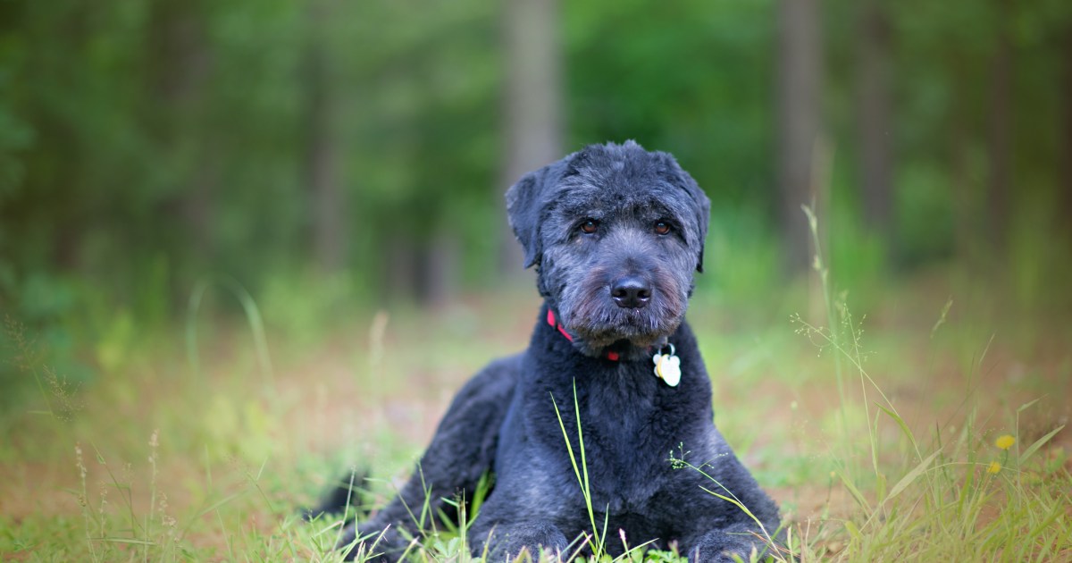 Recent Case of Missing Labradoodle Highlights Urgency of Dog Walker ...