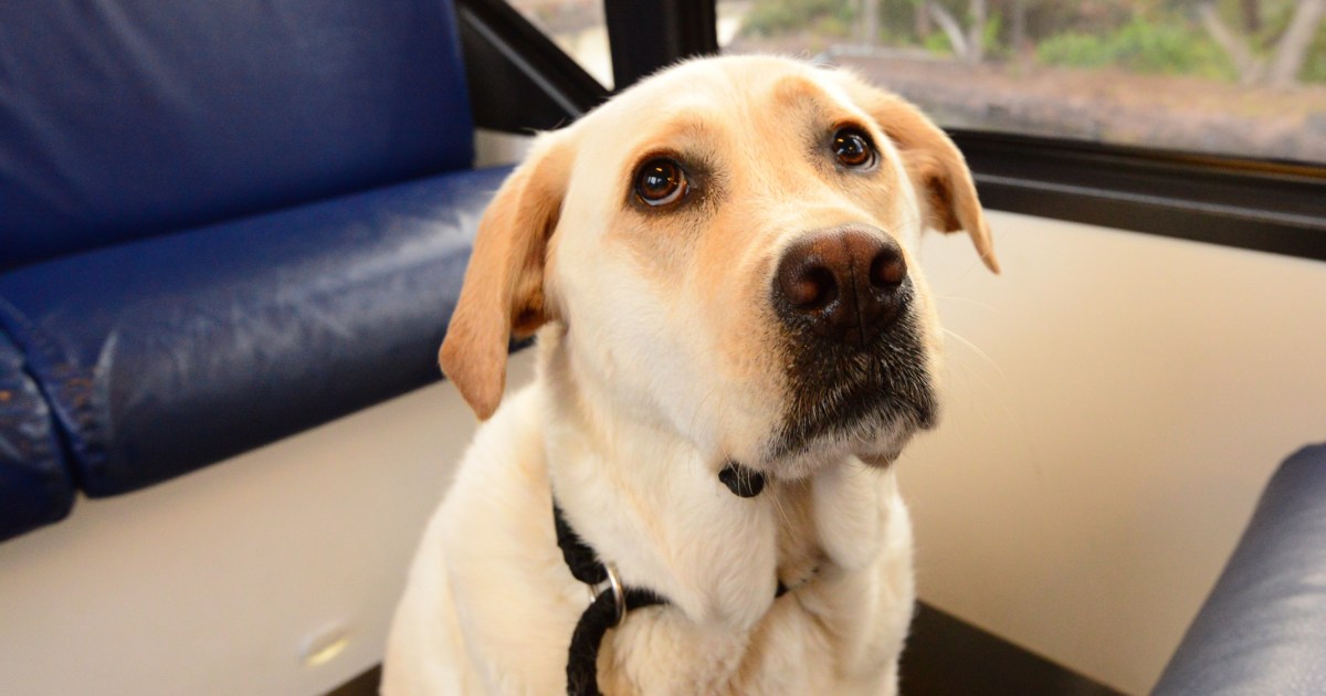 Award-Winning Deaf Therapy Dog Comforts School Children