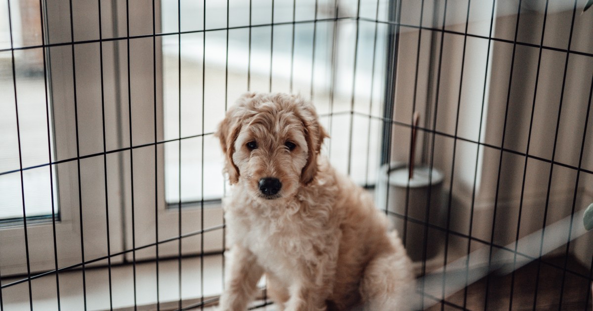 Another Dog Dies at The Colony Boarding Facility