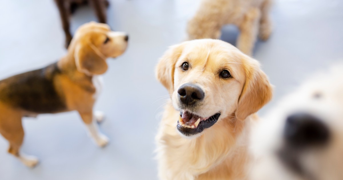 Boise Dog Daycare Fined $50K for Dismissing Workers Who Voiced COVID-19 ...