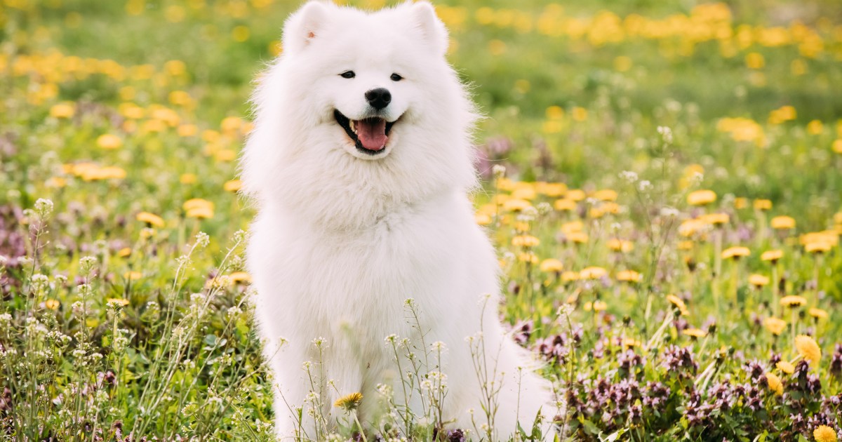 Best Dog Breeds for Enneagram Type One