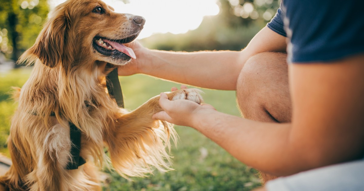 Dog Breeds Based on Your Enneagram Test