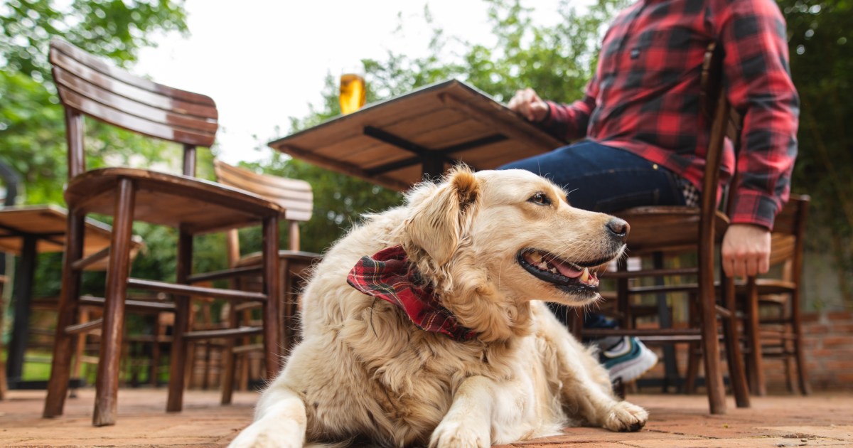 Off-Leash Dog Bar and Park to Open in Denver
