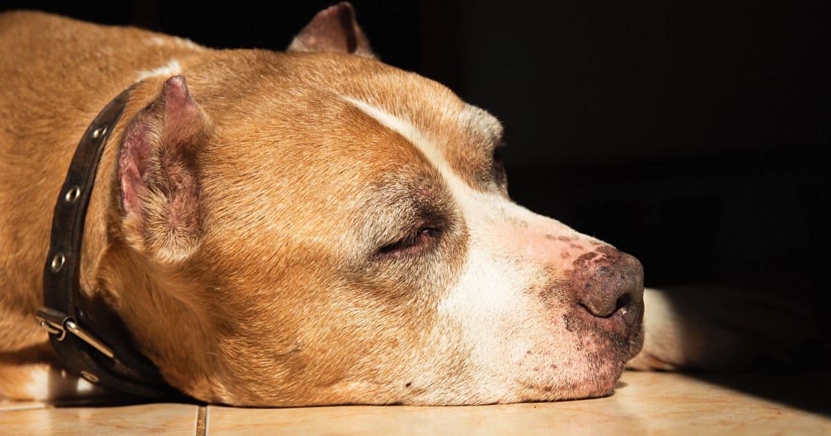 Dog Shot in Chest at Las Vegas Apartment Complex