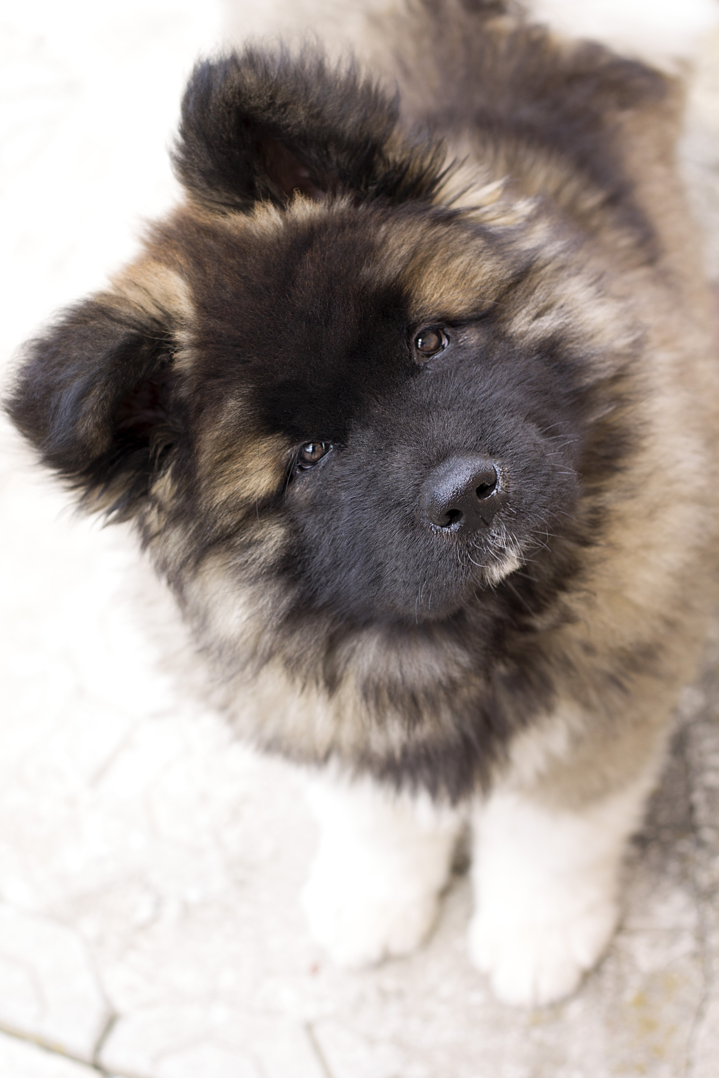 Akita Puppy Pictures and Facts