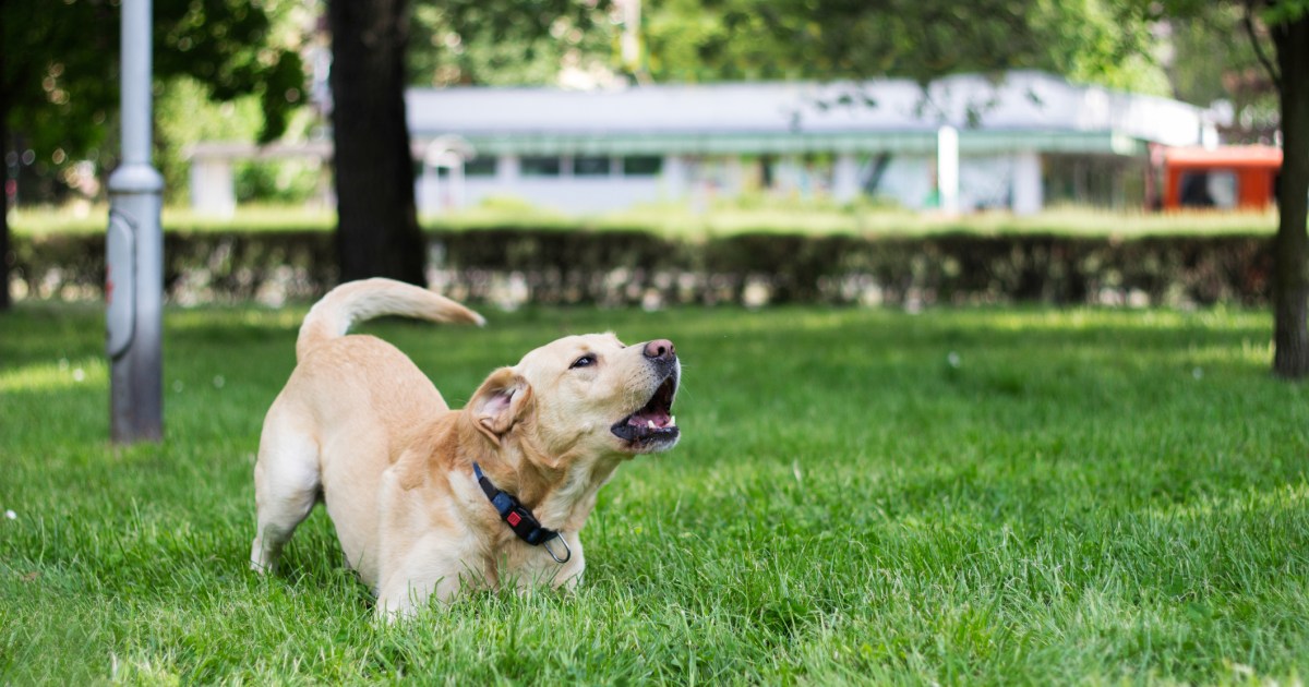 Barking Dog Leads Owner To Bleeding Woman