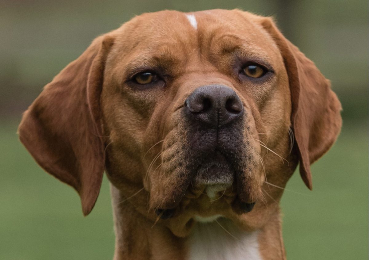 Portuguese Pointer Dog Breed Information & Characteristics