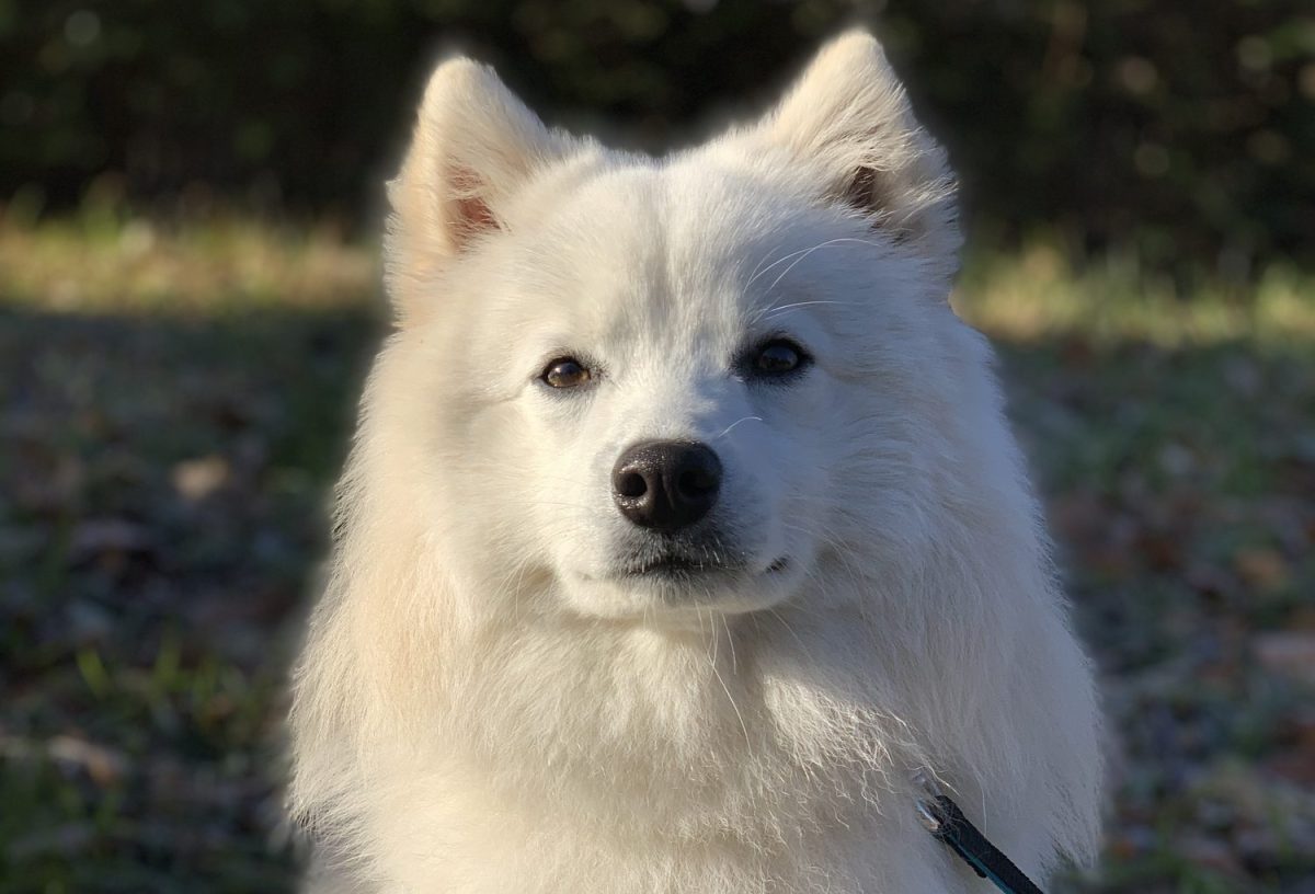 Japanese Spitz Dog Breed Information & Characteristics