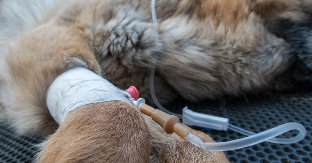 Dog Donates Blood to K-9 Shot on Duty in Wisconsin
