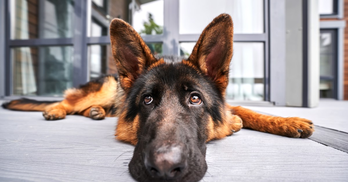 Dog Rescued From Cheese Ball Container Seeks Forever Home