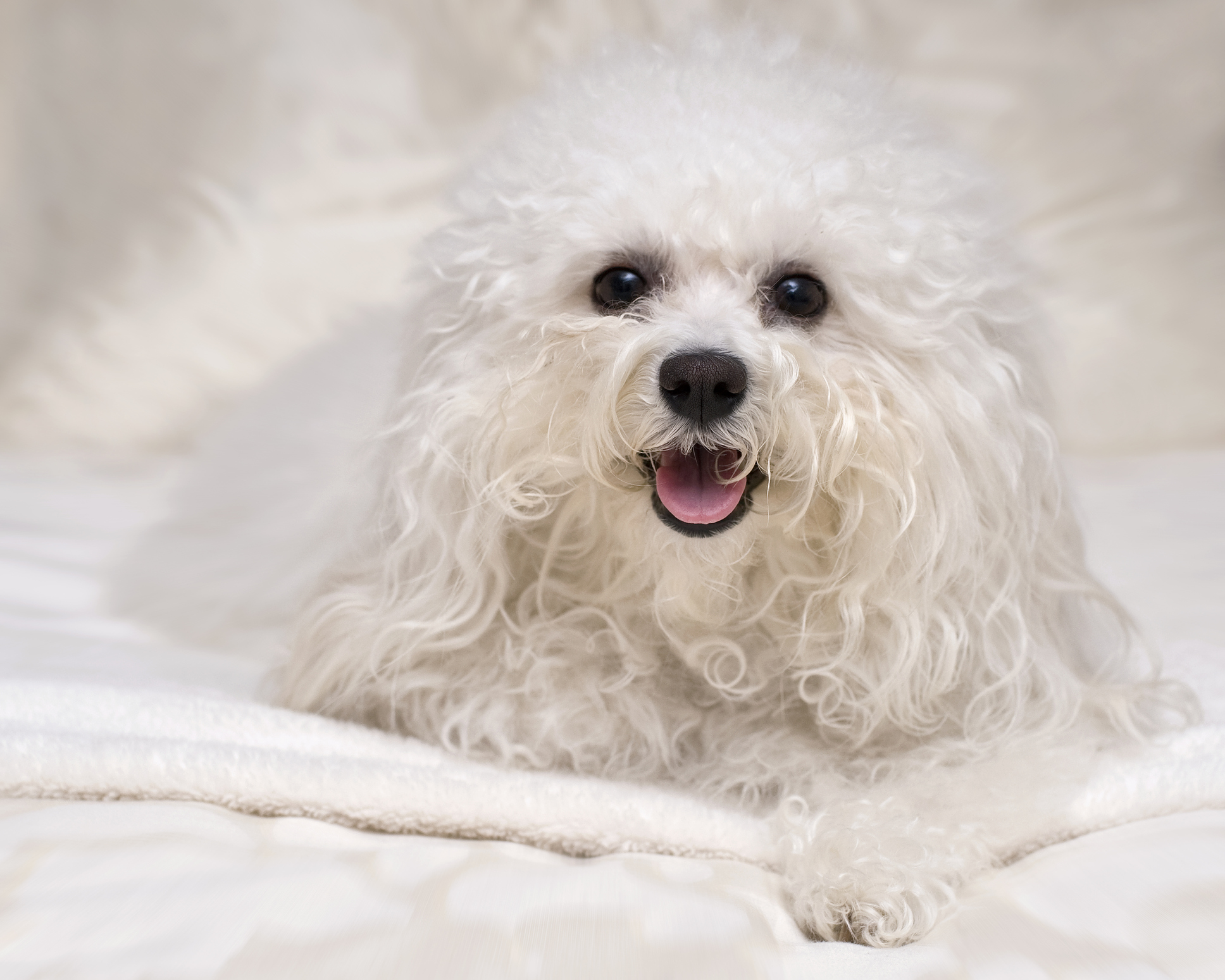 Bolognese Dog Breed Information & Characteristics