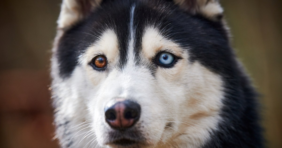 Heterochromia Eyes In Dogs