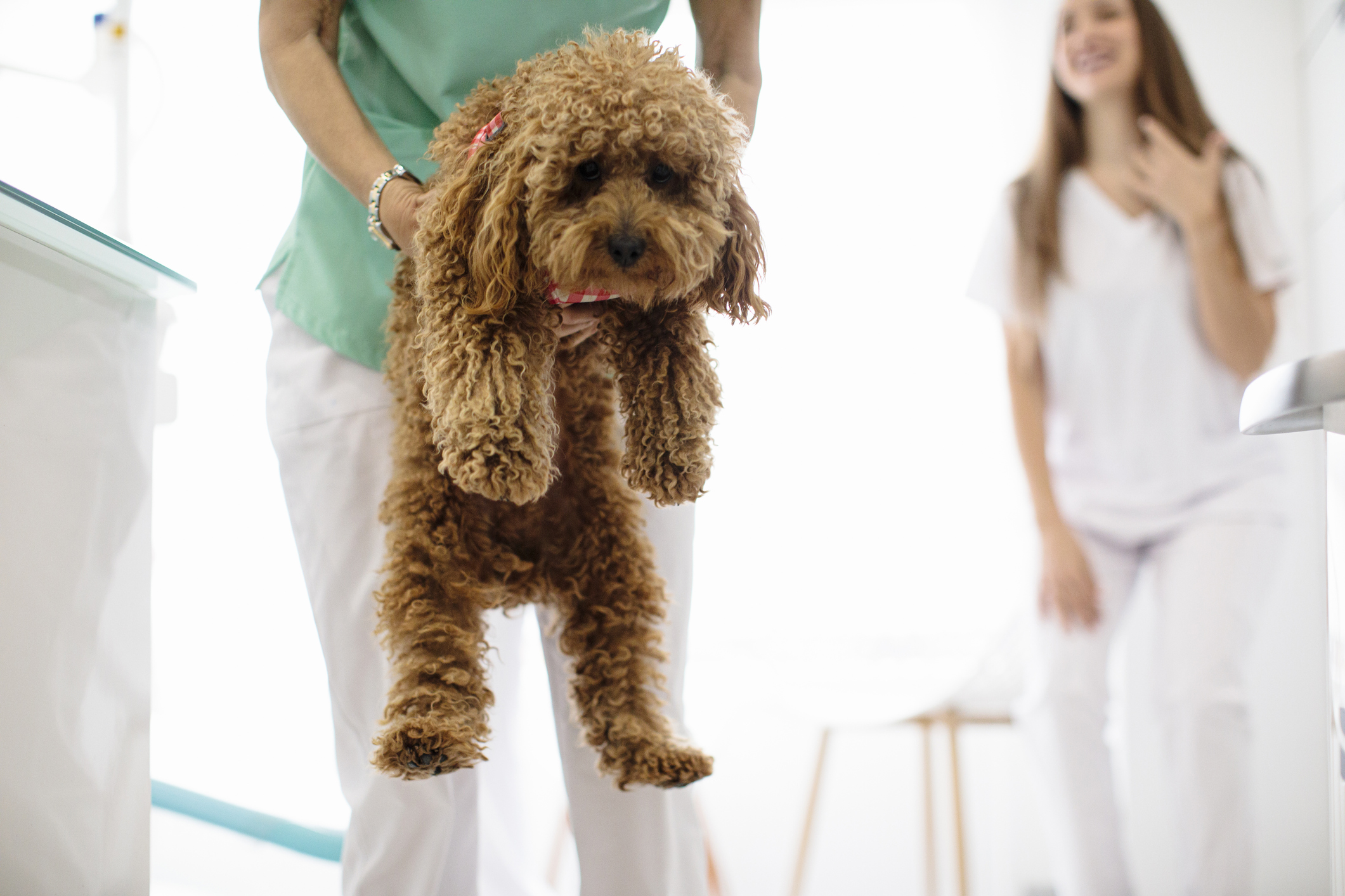 Degenerative Disc Disease in Dogs: Symptoms, Causes, & Treatments