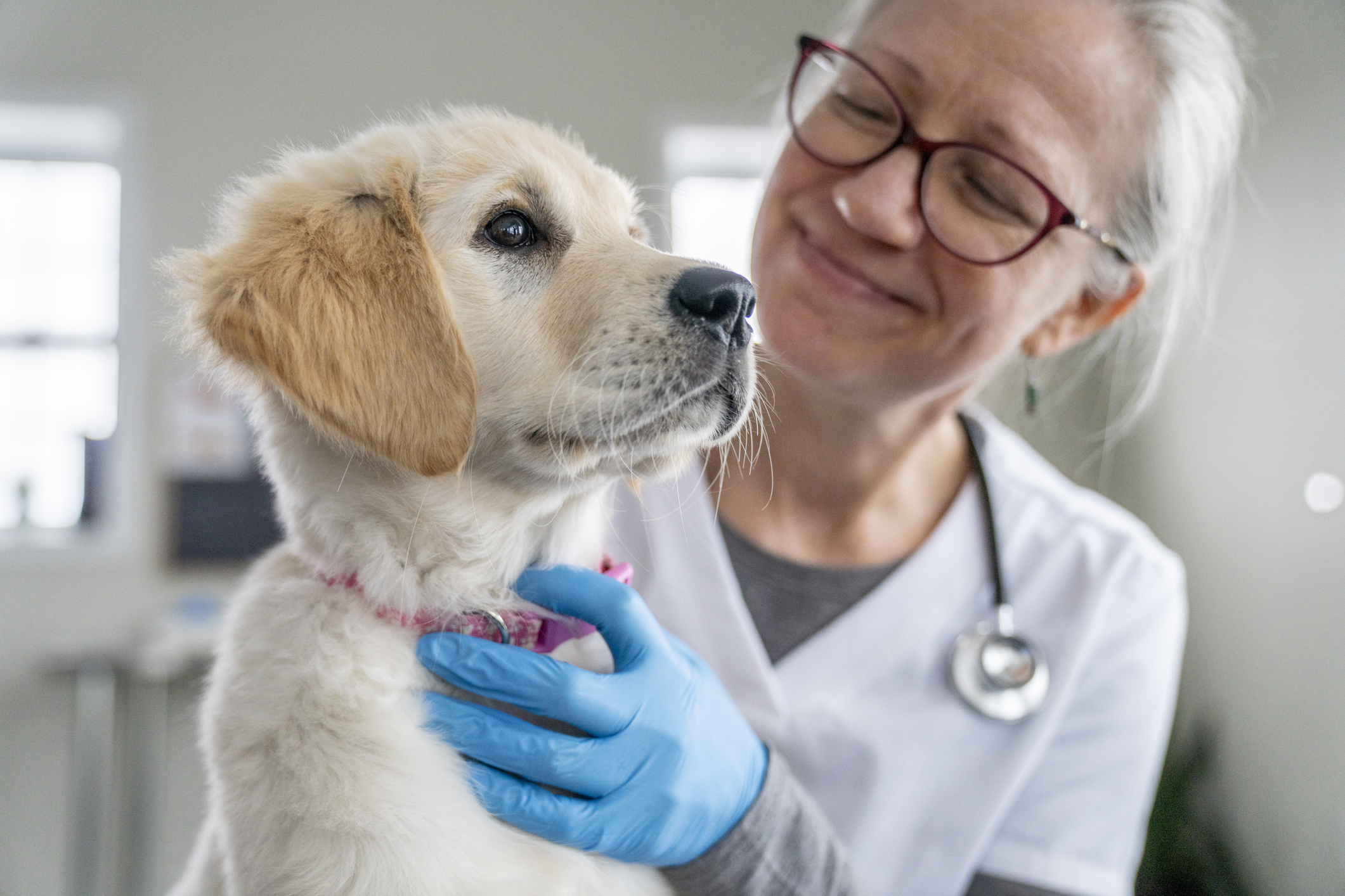 Neosporosis in Dogs: Symptoms, Causes, & Treatments