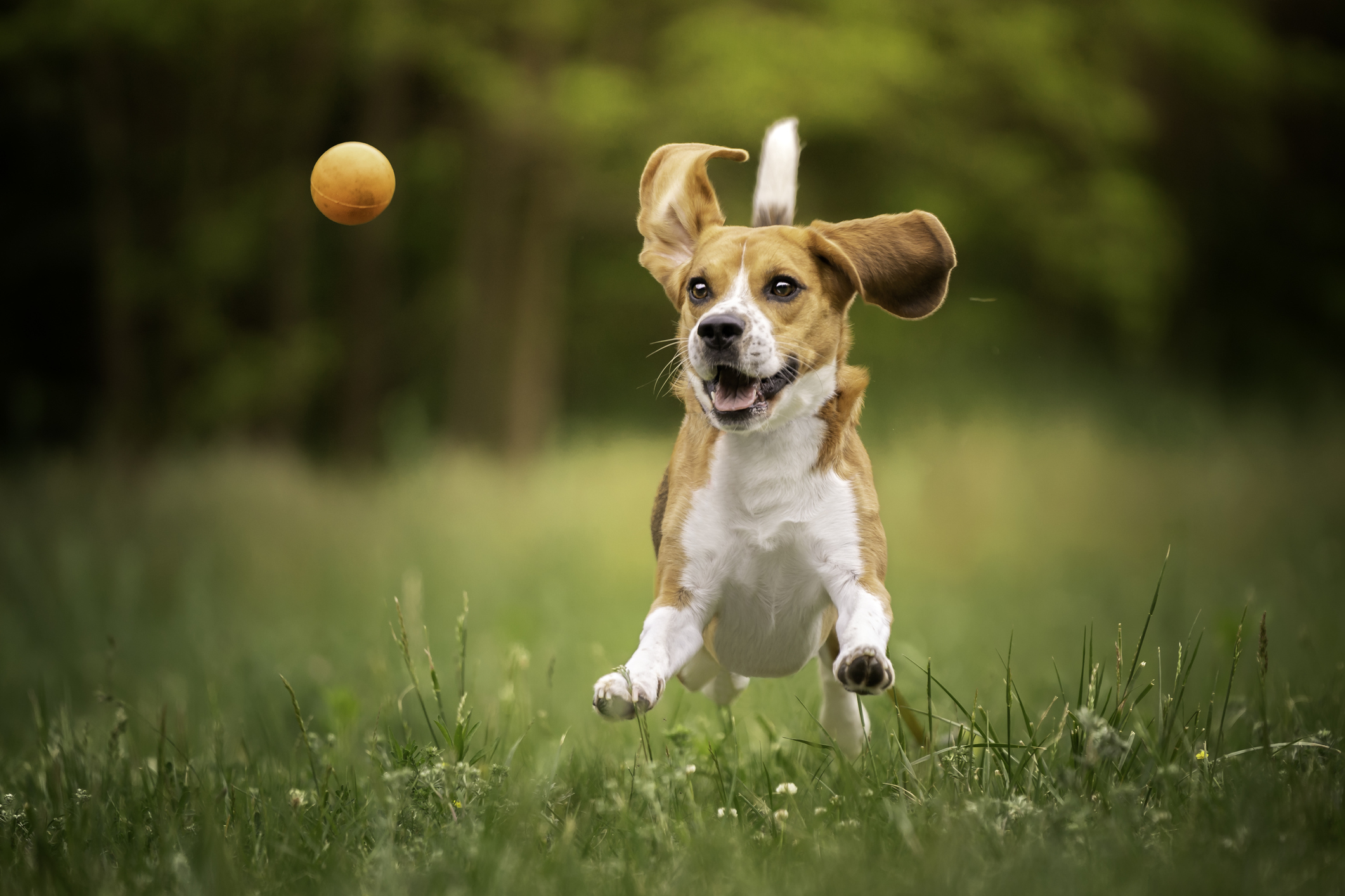Best Dog Breeds for Enneagram Type Two