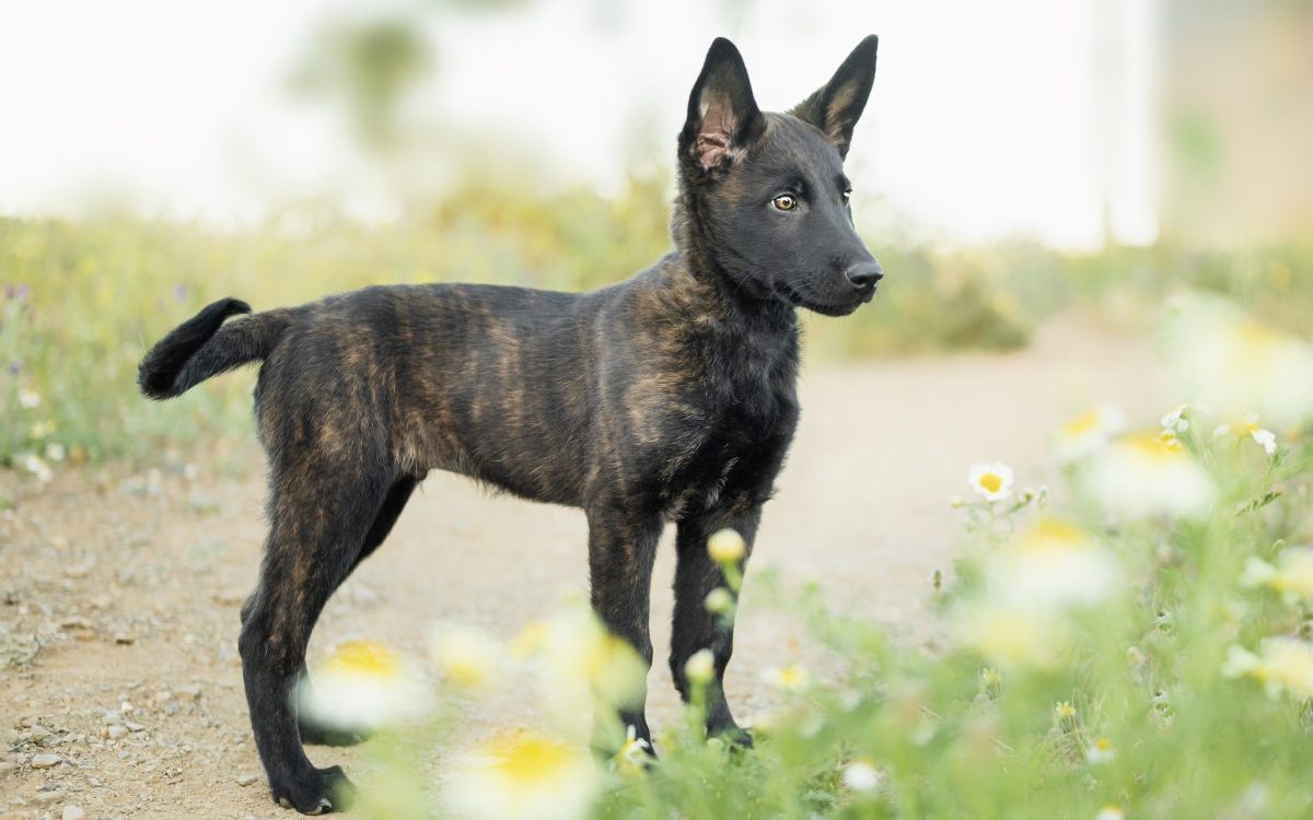 Dutch Shepherd Dog Breed Information & Characteristics