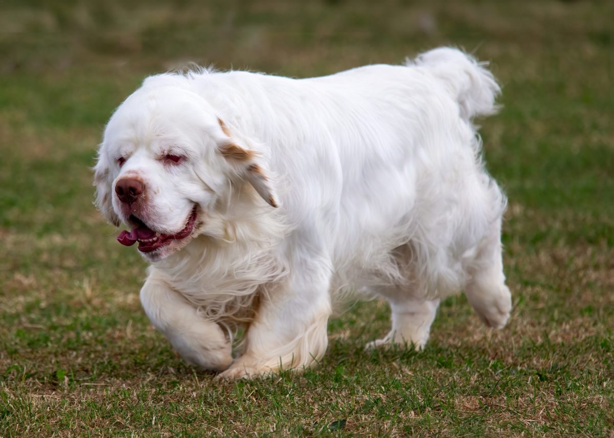 Clumber Spaniel Dog Breed Information & Characteristics