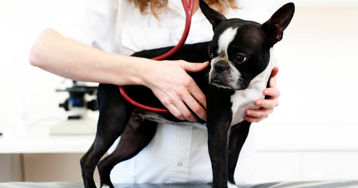 Diskospondylitis in Dogs: Symptoms, Causes, & Treatments