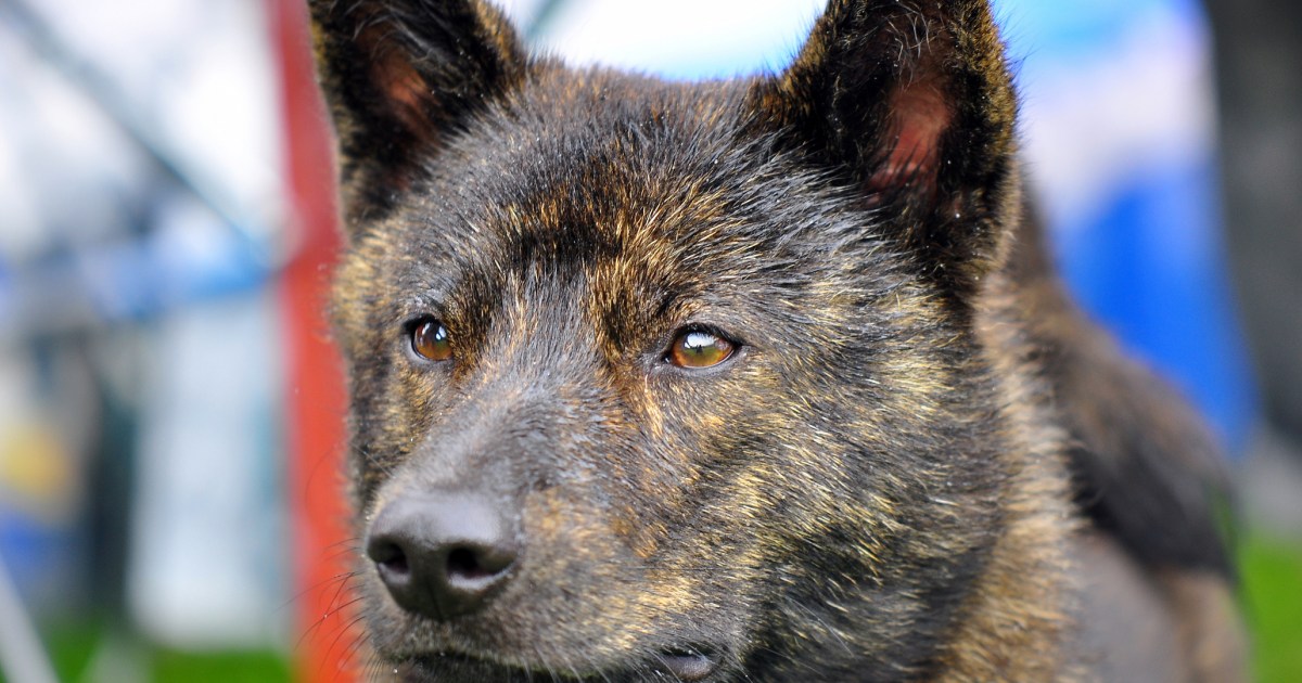 Kai Ken Dog Breed Information & Characteristics