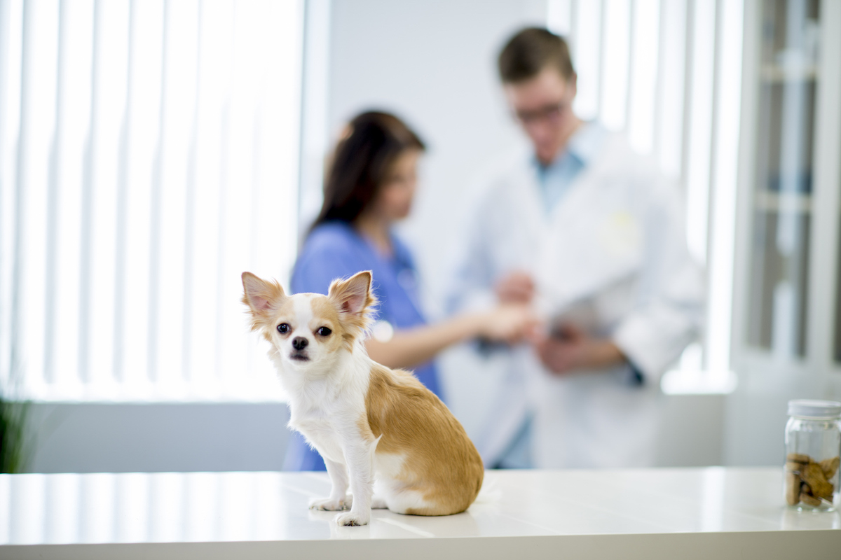 Cystinuria in Dogs: Symptoms, Causes, & Treatments - DogTime