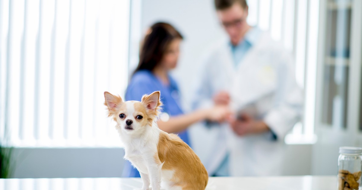 Cystinuria in Dogs: Symptoms, Causes, & Treatments - DogTime