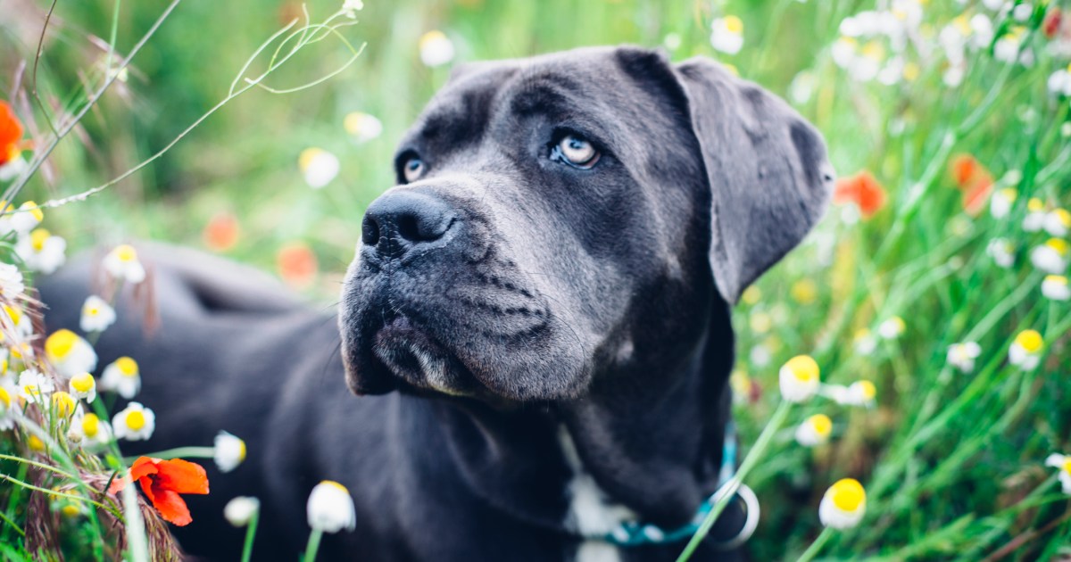 Canton Police Officer Fatally Shoots Dog, Remains on Active Duty