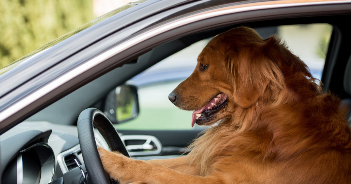Slovakian Police Catch Dog Driving Car