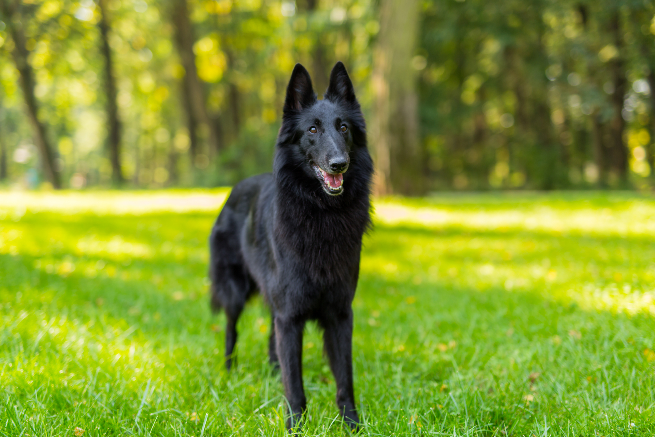 4 Types of Belgian Shepherd Dog Breeds