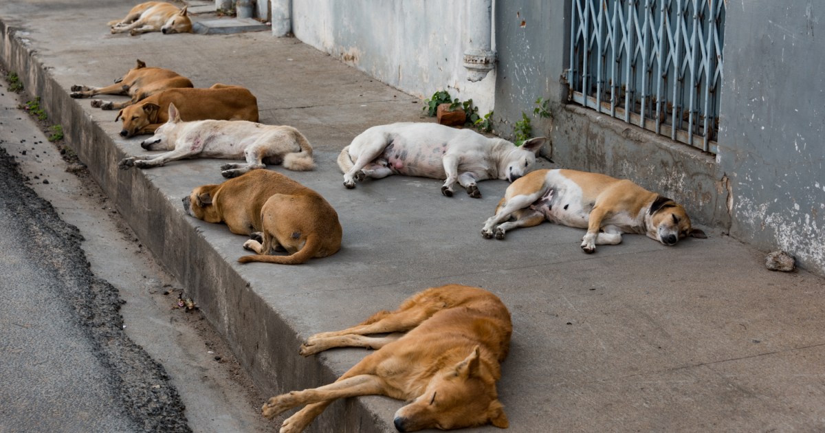 8 Dead Dogs Found on Roadside in Minnesota Suburb
