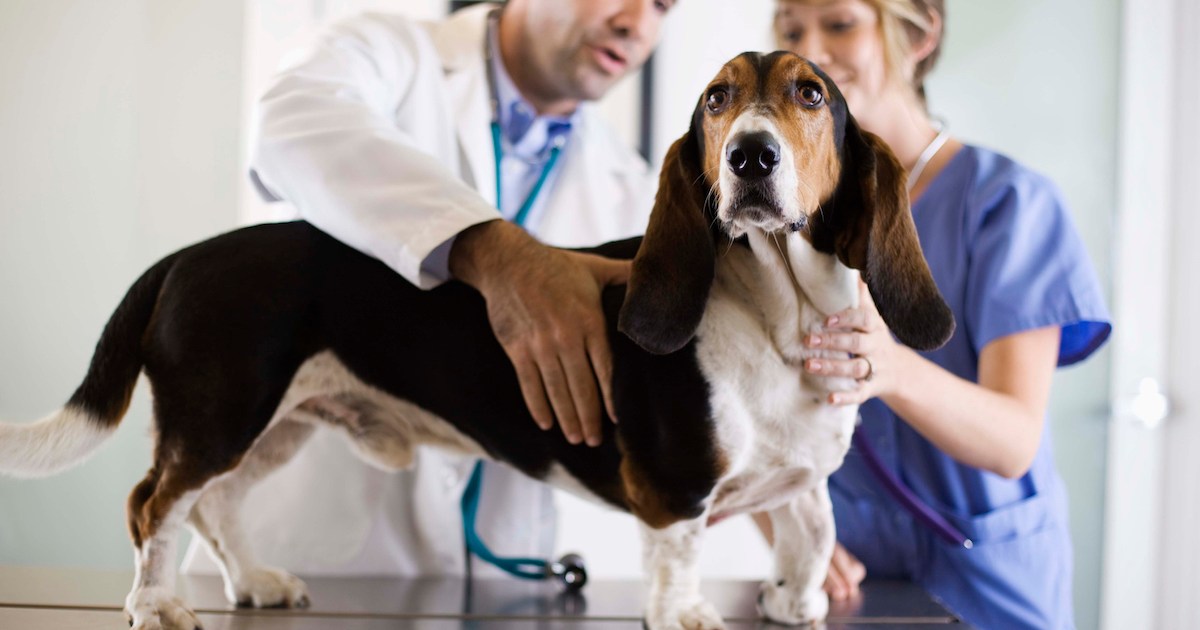 Persistent Müllerian Duct Syndrome in Dogs: Symptoms, Causes, & Treatments