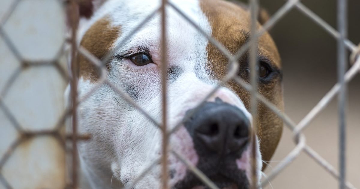 Government Official Allegedly Involved in Dog Fighting Ring