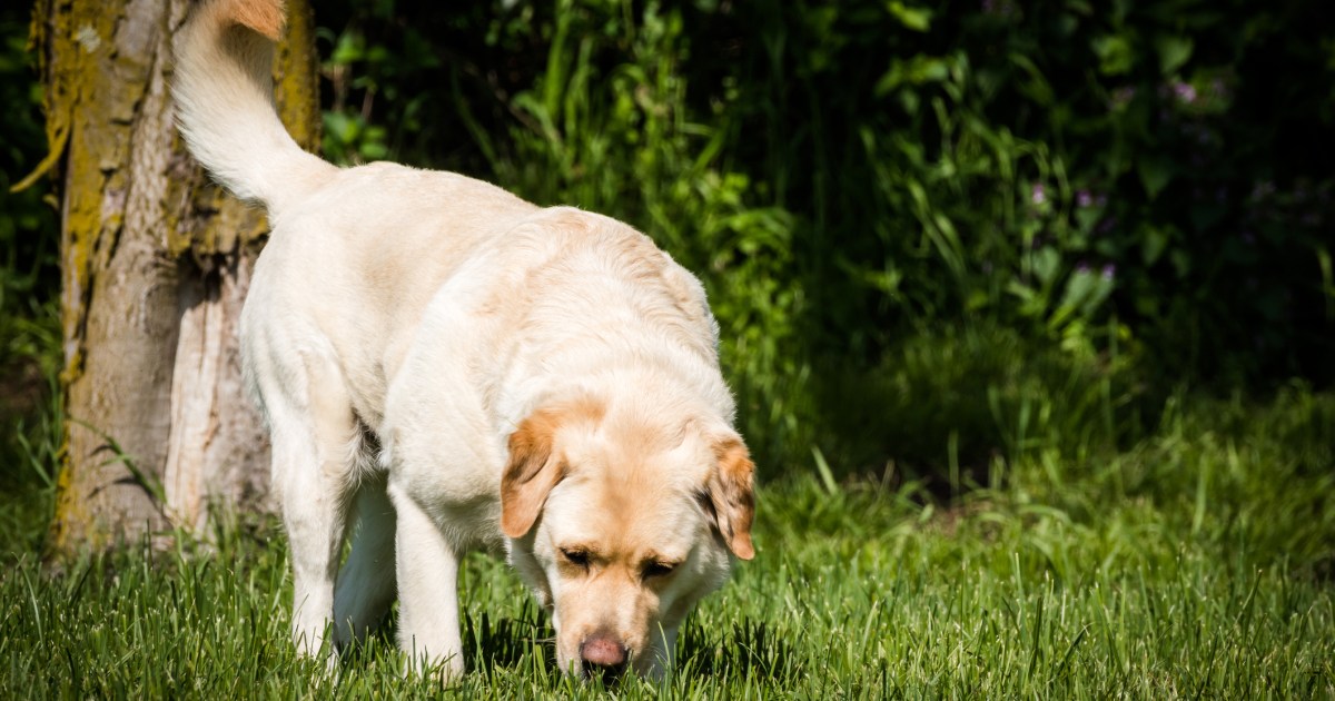 Dog Accidentally Ate Meth on Trail Walk