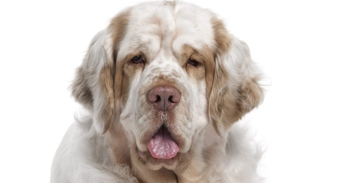 Clumber Spaniel Dog Breed Information & Characteristics
