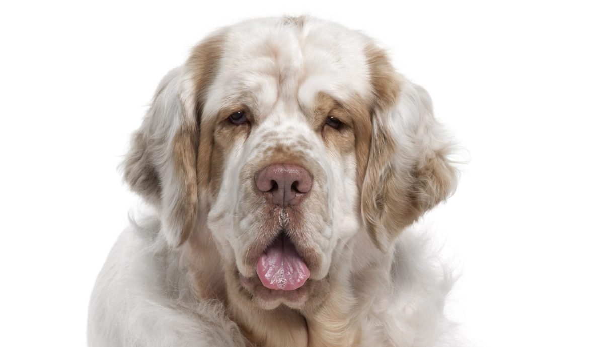 Clumber Spaniel Dog Breed Information & Characteristics