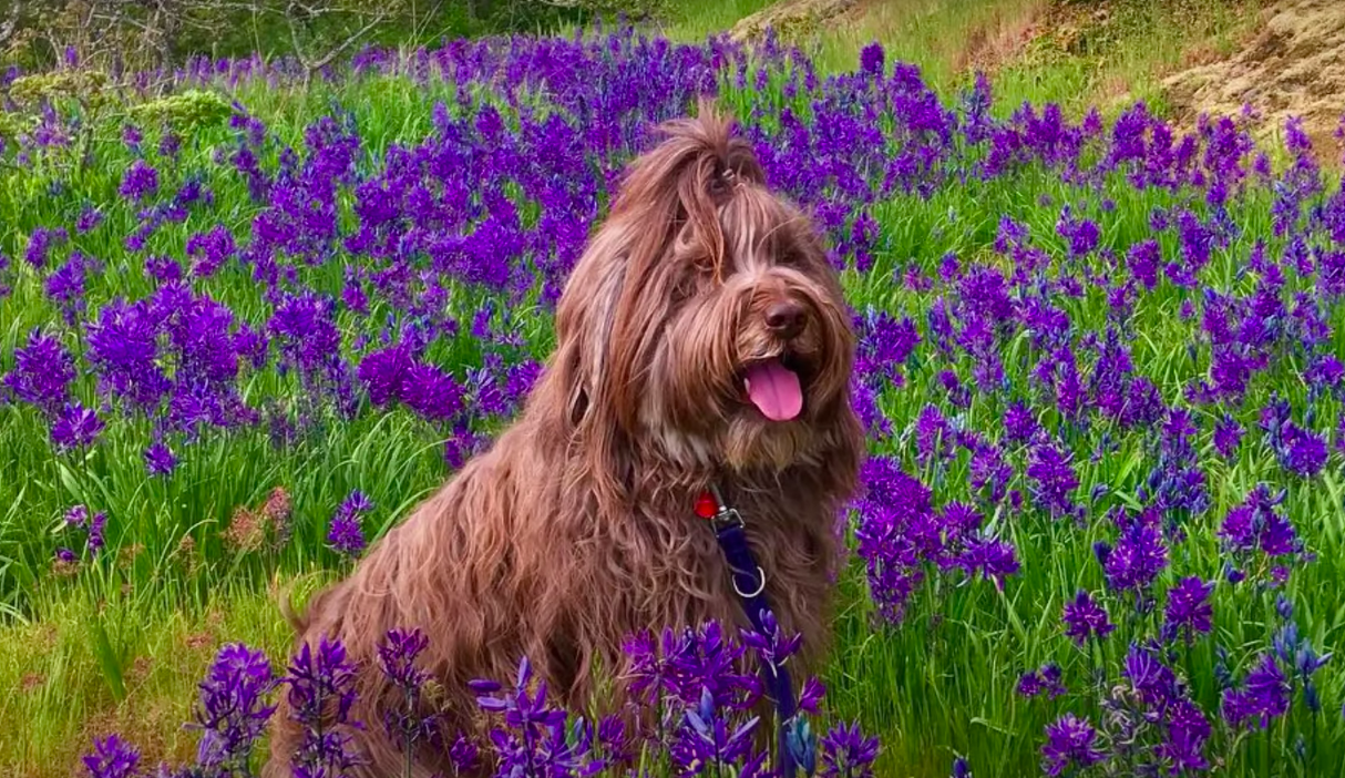 Portuguese Sheepdog Breed Information & Characteristics